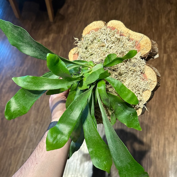 Wood Reindeer Set Dasher White Modern Danish Style Oil & Wax Finish ...