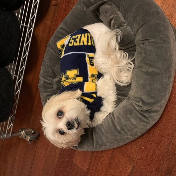 University of Michigan Wolverines Football Fleece Dog Coat, Ncaa/big ...