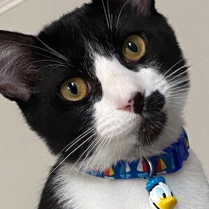 Cat Collar Steampunk Victorian Stripes or Floral With - Etsy