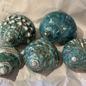 Turkey Wing Swings Chimes Ladder or Bridges for Hermit Crabs - Etsy