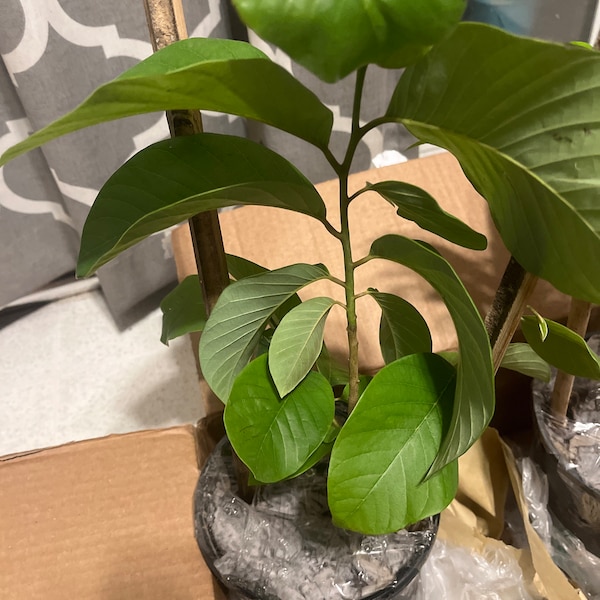 Anigozanthos 'BUSH RANGER' dwarf Red Kangaroo Paw - Etsy