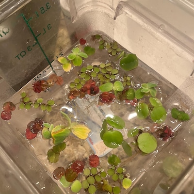 Three Type of Floating Plant Combo amazon Frogbit, Red Root Floater ...