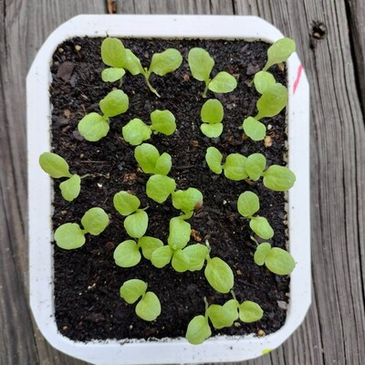 Celtuce Summer 38, 200 Seeds, Chinese Stem Lettuce Seeds Asparagus Slow ...