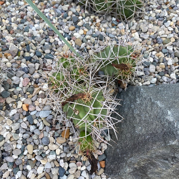 Cold Hardy Ice Plant, Yellow Flowering - Etsy
