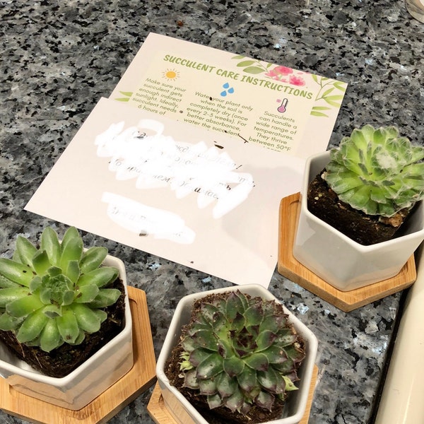 Happy Bday Cacti Gift Box - Live Succulent - Personalized Birthday Card ...