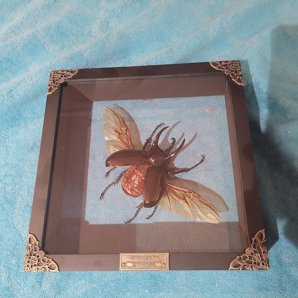 Real Framed Green Rhomborhina Scarab Beetle Bug Insect Shadow Box ...