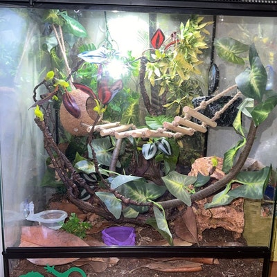 Customizable Name Crested Gecko Lizard Vinyl Decal READ - Etsy