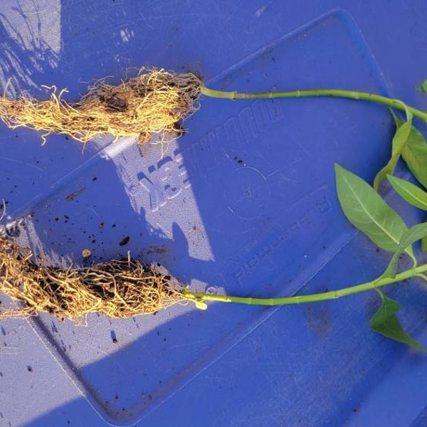Fakahatchee Grass | LIVE PLANT | Eastern Gamagrass | Accent | Border ...
