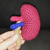 Kidneys Crochet Pattern, Kidney Crochet Pattern, Kidney Amigurumi ...