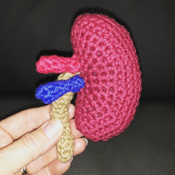 Kidneys Crochet Pattern, Kidney Crochet Pattern, Kidney Amigurumi ...