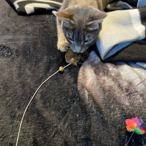 Dried Quail Wings4 for Crafts & Cats - Etsy