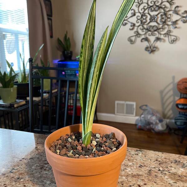 Anthurium Zara X Michelle Doc Block Hybrid - Etsy