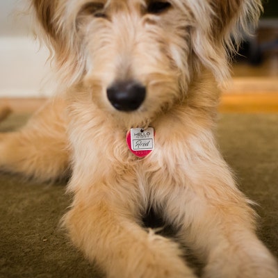 Pet Id Tag, Hello My Name is Pet Tag, Square Dog Tag, Engraved Dog Tag ...