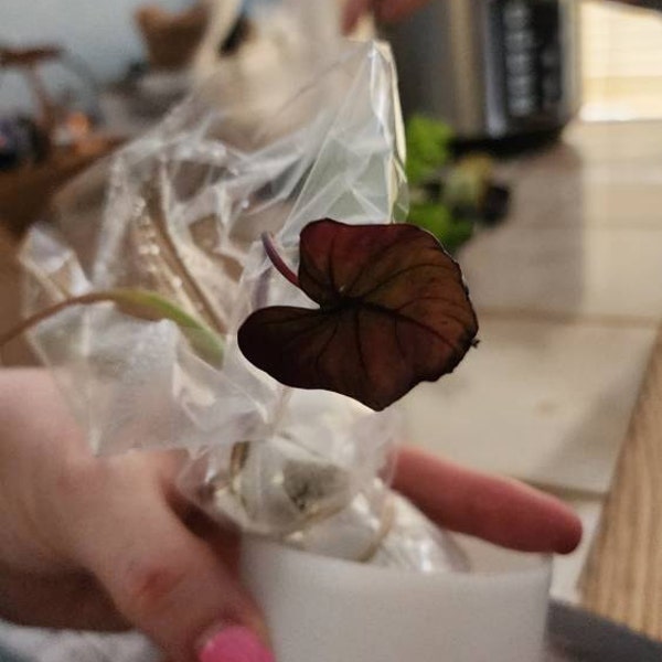 Live Colocasia "redemption", Elephant Ears Super Rare Starter Plant - Etsy