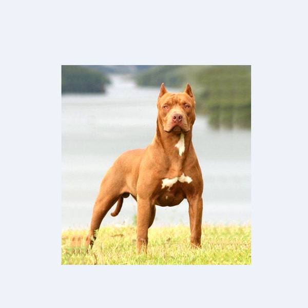 Men's Fashion Dress Shirt - Elegant Flocked Meander Pattern - Baldelli ...