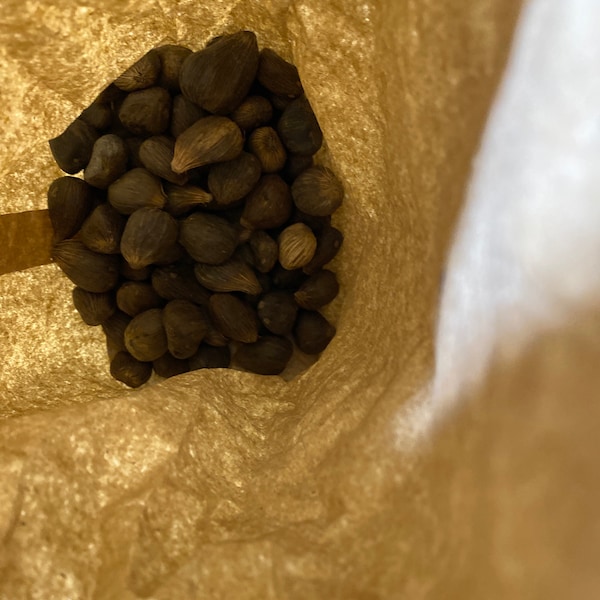 21 Ikines 4 Eyes ~ Ifa African Palm Nuts - Etsy