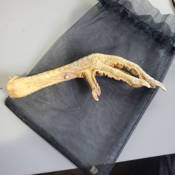 Mini Wet Specimen Mystery Box | Fluid Preserved Taxidermy Oddities ...