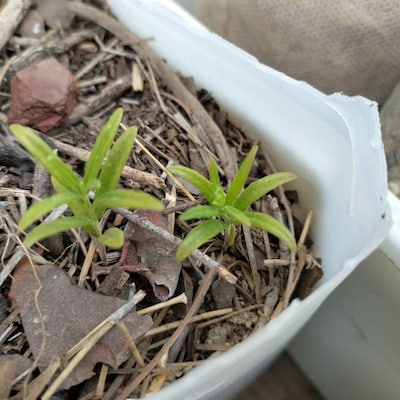 Cucamelon Seeds Heirloom, Open Pollinated, Non GMO Grow Indoors ...