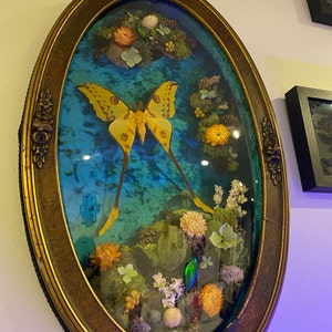 Vintage Bubble Glass Moth Frame redamancy - Etsy