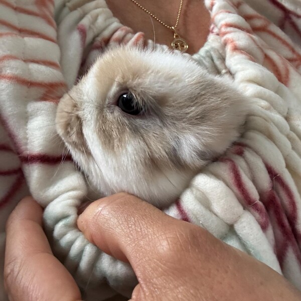 Ratoob, Real Red - Etsy