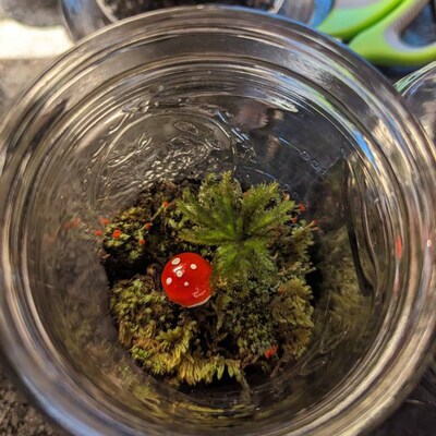 Large Terrarium Assortment Mix of British Soldier Pixie Cups Pityrea ...