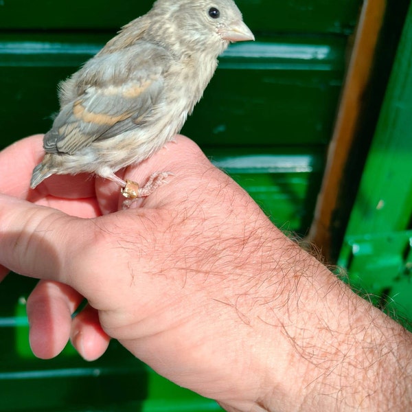 50 Pcs Bird Rings 2023 Blue for Canary Parrots Parakeet Finches ...