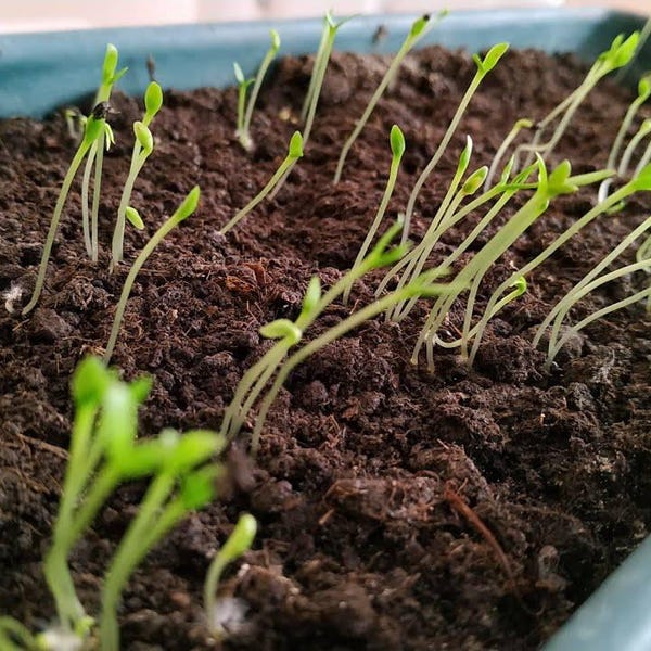Mispel-Baum Bio-Samen, 10+ Count, Mispel-Fruchtsamen, Hausgartenarbeit ...