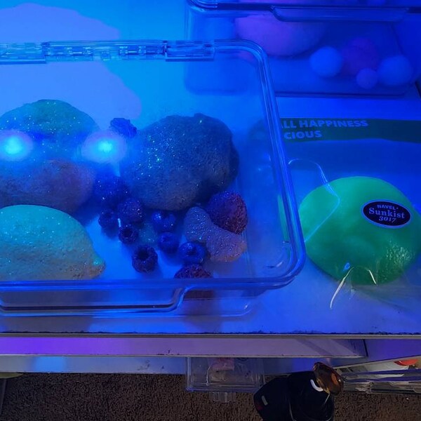 Squishable Kiwi Fruit Taba Squishy Realistic Fruit Inspired Stress ...