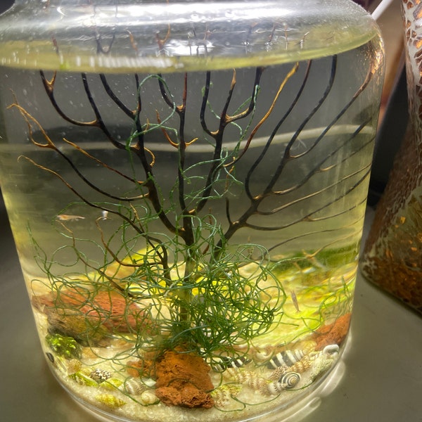 Large Shrimp Ecosphere - Closed Aquatic Ecosystem (glass, Natural ...