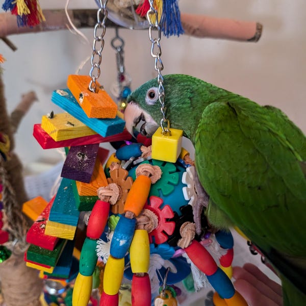 PARROT PALM TREE Toy - Etsy