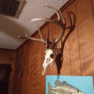 European Skull Mount Hanger Bracket KRENEK SKULL BRACKET Deer, Hogs ...