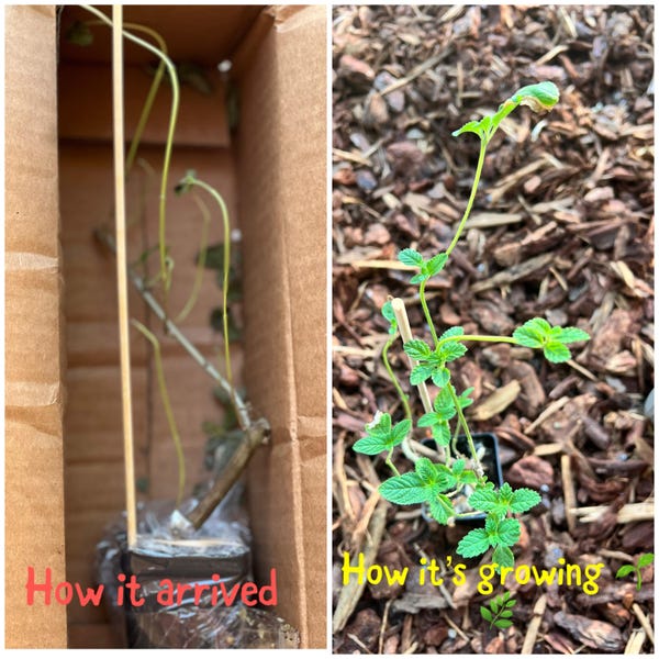 Pitiona, Oaxaca Lemon Verbena, Juanilama, Lippia Alba, 1 Live Plant 2.5 ...