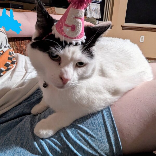 Pet Party Hat | Mini Cat Birthday Party Hat | Mini Cat Party Hat | Dog ...