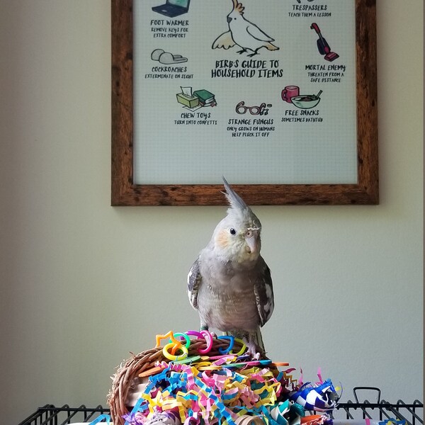 Birb's Guide to Household Items Poster - Etsy