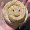 Albino Ball Python 10 Cm Diameter - Etsy