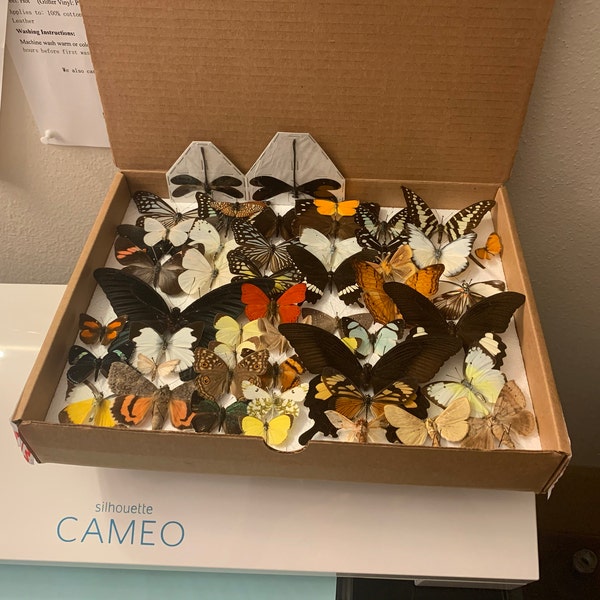 Mounted Wings Spread Assorted Butterflies Moths Collection Wholesale ...