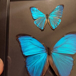 Morpho Butterfly Framed Collection 8x10 White Frame. Morpho Didius ...