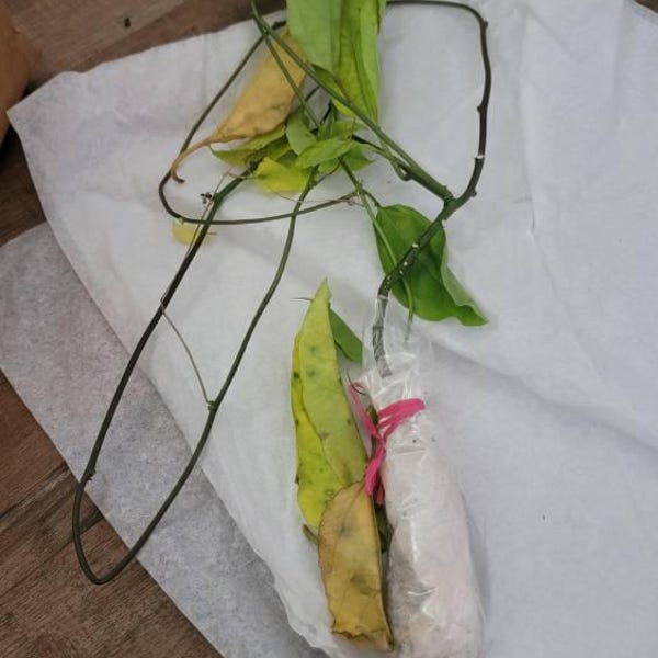 Healthy Chaya Plant Cuttings With Emeritus Gardens Plant Food and Chaya ...