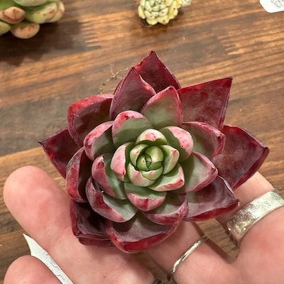Rare Succulent: Imported Succulent Korean Echeveria Agavoides Variegated and Monstrous Jenny ...