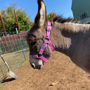 Miniature Donkey Foal & Small Size Halter W/ Overlay choose - Etsy