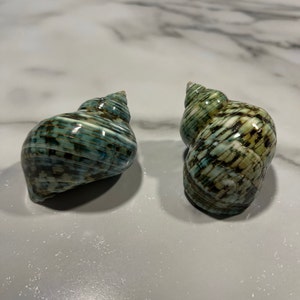 Medium Hebrew Cone Seashells Conus Ebraeus 5 Shells Approx. 1 Inches ...