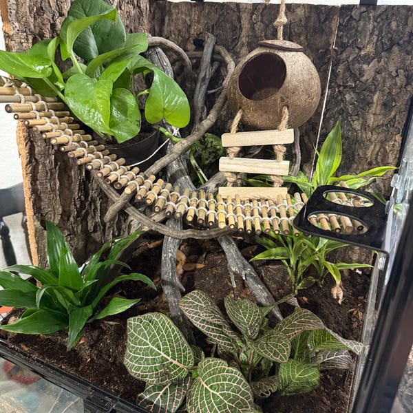 Bamboo Bridge- 4" Width - (perfect for Crested Geckos, Leopard Geckos ...