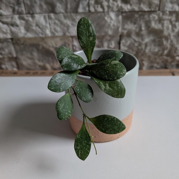 Schlumbergera / Variegated Christmas Cactus 'madame Butterfly' Plant - Etsy