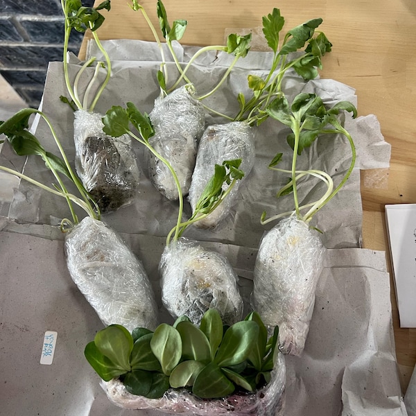 Ranunculus Tecolote Picotee Pink Mix Corms (10) - Etsy