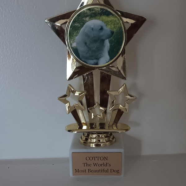 Customized TOP CAT Award With Photo and Text, Free Wording, Achievement ...