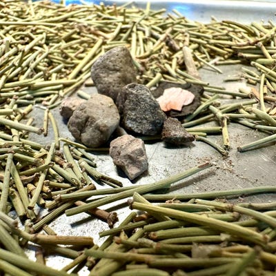 Daruhaldi, Daruhaldi Powder, Indian Barberry, Berberis Aristata ...