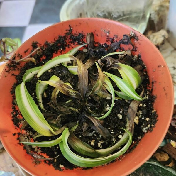 Sycamore Tree Sapling, Sycamore Tree, Sycamore Plant, Live Plant ...