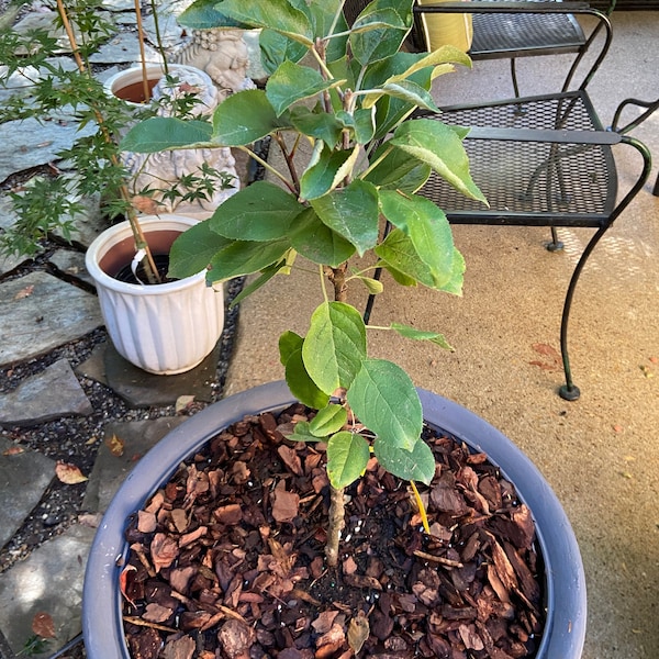 Columnar Apple Tree (northpole) 1 Gallon Potted 2 Feet Tall- Grafted - Etsy