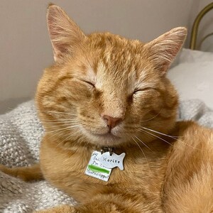 Hand Stamped Cat ID Tag-indoor Cat Tag-tag for Kitty-hand Stamped Cat ...