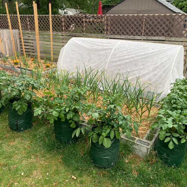 Wolf Bean, Lupine, Lupini Bean Packet; Flower & Vegetable - Etsy